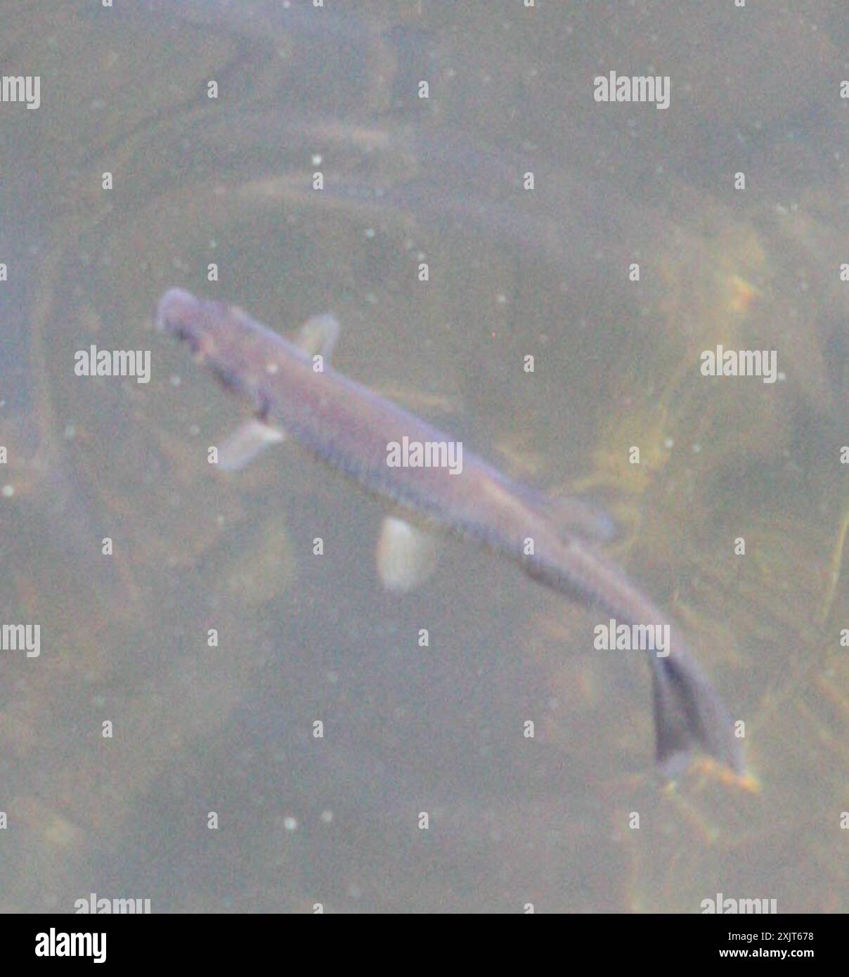 Carps and Minnows (Cyprinoidei) Actinopterygii Stock Photo - Alamy