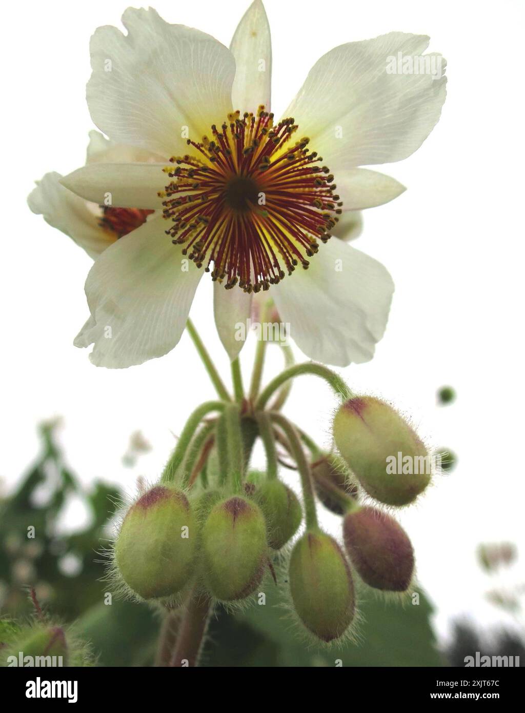 African hemp (Sparrmannia africana) Plantae Stock Photo - Alamy