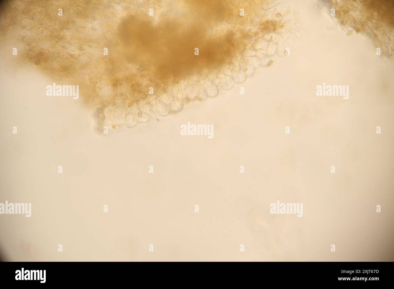 Pholiotina rugosa hi-res stock photography and images - Alamy