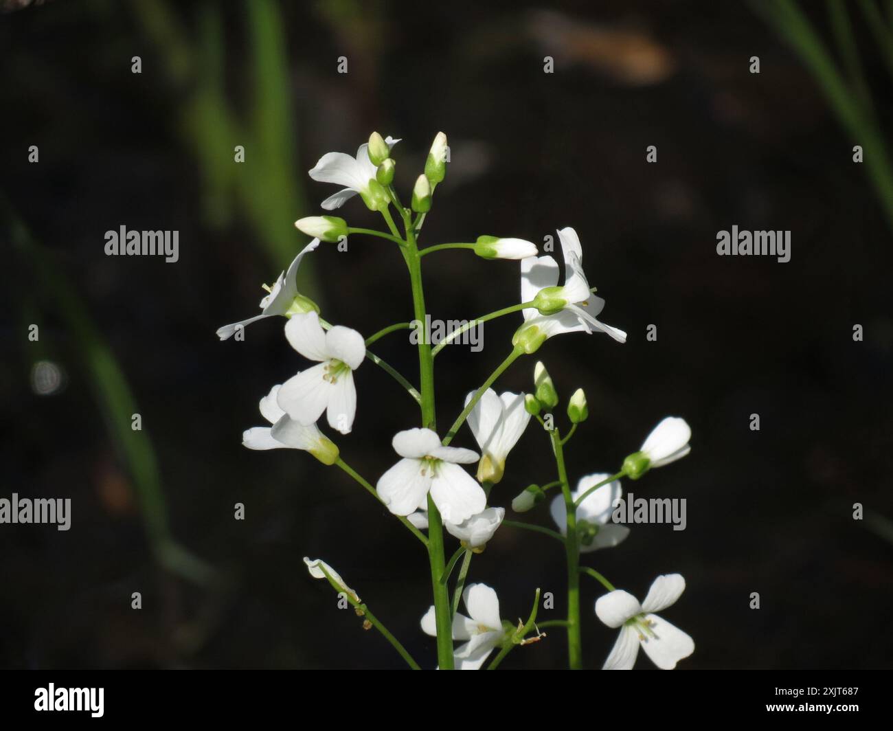 bulbous cress (Cardamine bulbosa) Plantae Stock Photo - Alamy