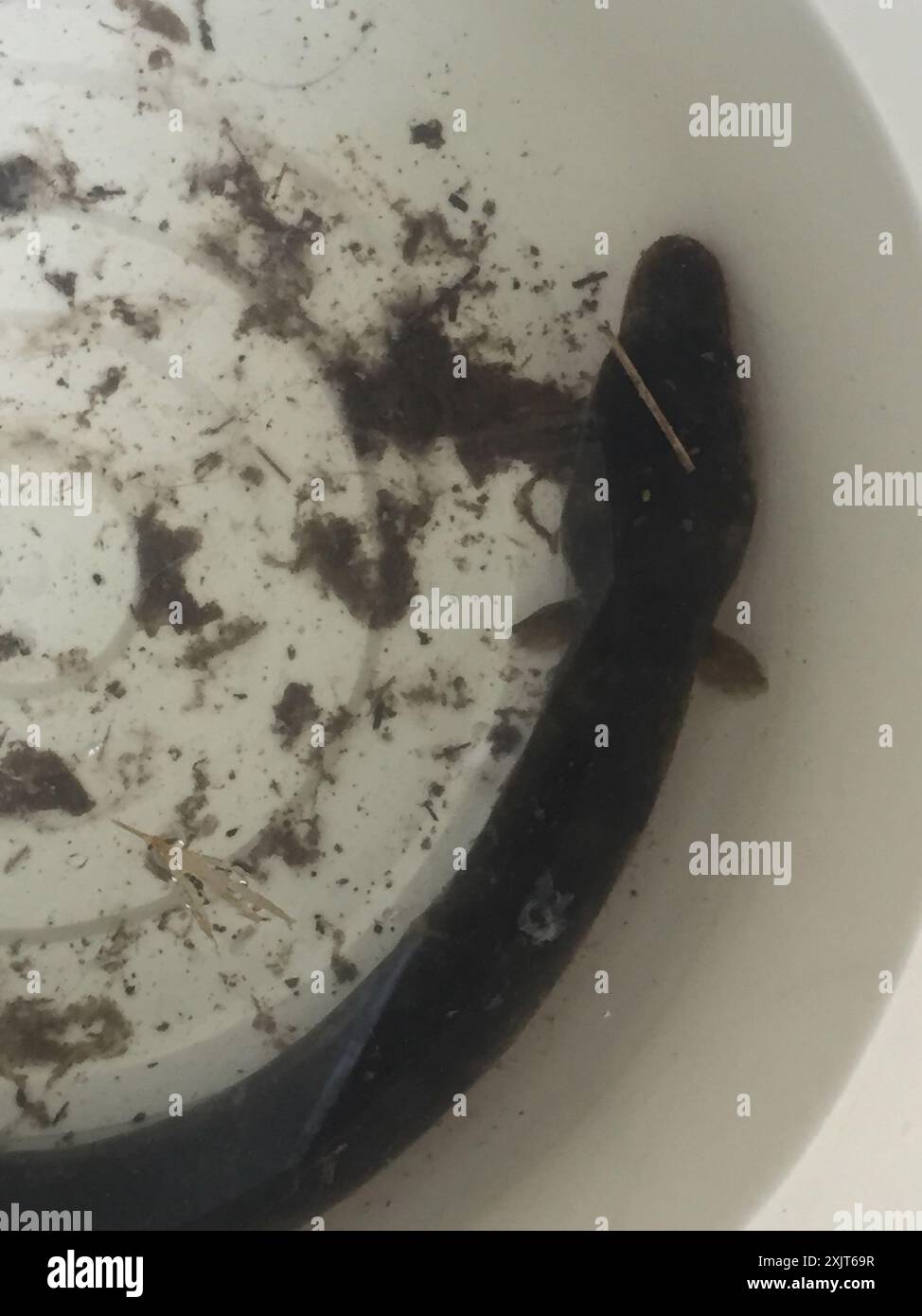 Short-finned Eel (Anguilla australis) Actinopterygii Stock Photo - Alamy