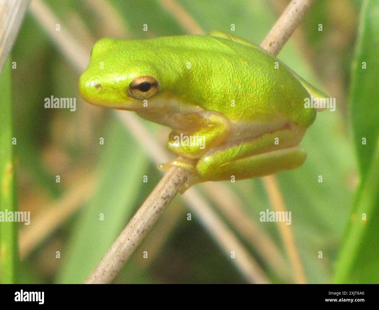 Green Treefrog (Hyla cinerea) Amphibia Stock Photo - Alamy