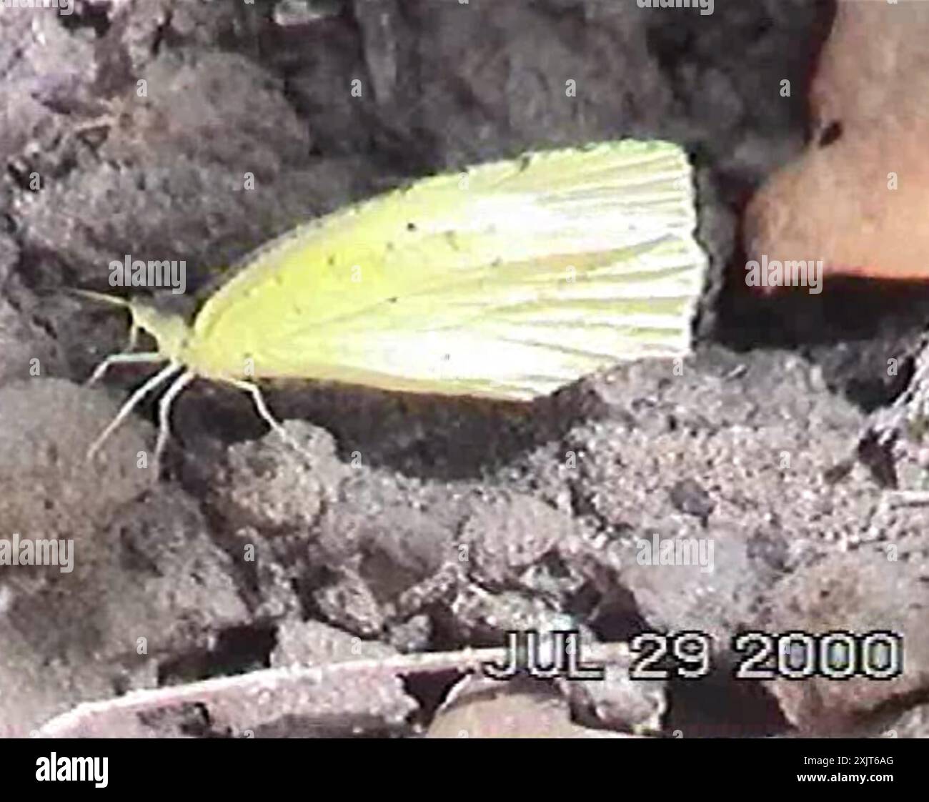 Mexican Yellow (Abaeis mexicana) Insecta Stock Photo - Alamy