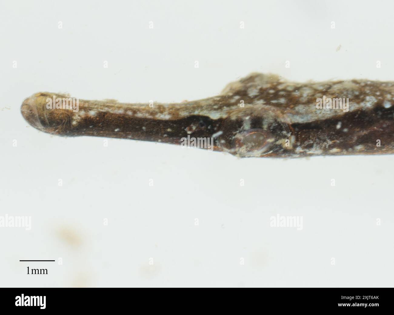 Kelp Pipefish (Syngnathus californiensis) Actinopterygii Stock Photo ...