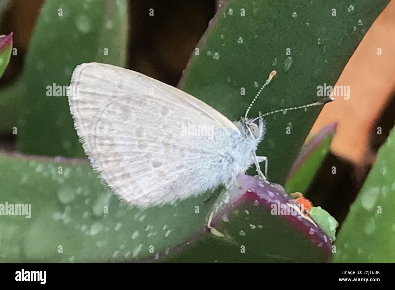 Common Grass-blue (Zizina otis labradus) Insecta Stock Photo - Alamy