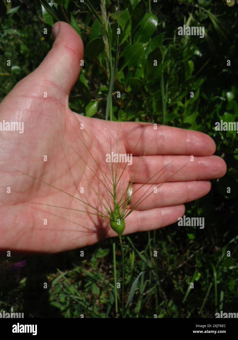Three awned grass hi-res stock photography and images - Alamy