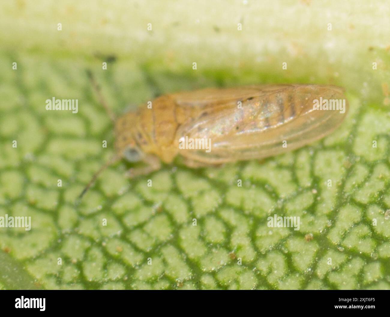 Eucalyptus Shoot Psyllid (Blastopsylla occidentalis) Insecta Stock ...