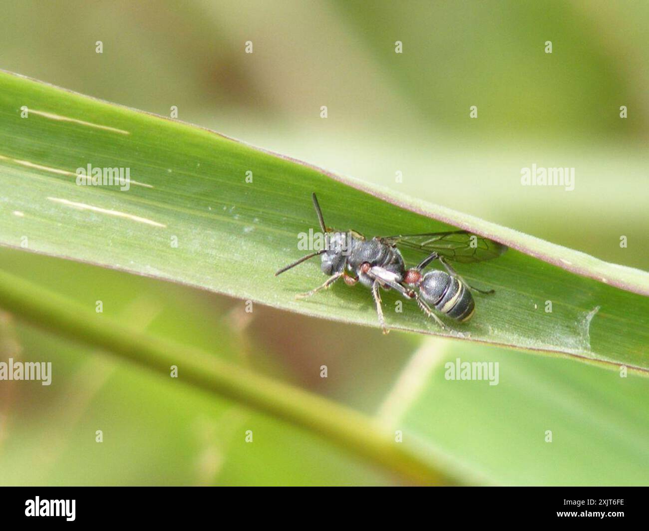 Typical Weevil Wasps and Allies (Cerceris) Insecta Stock Photo - Alamy