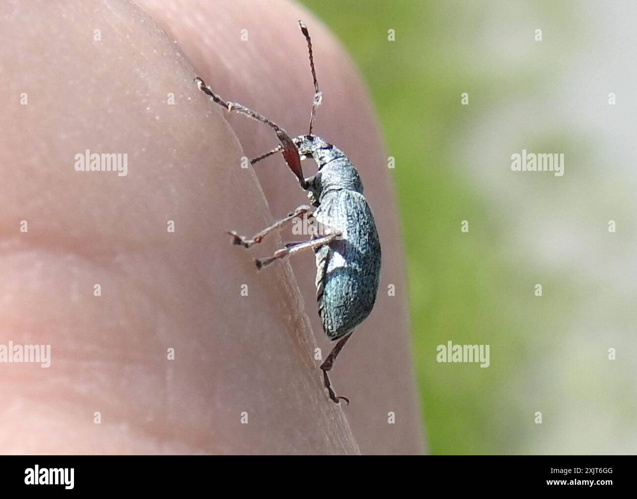 Nettle weevil (Phyllobius pomaceus) Insecta Stock Photo - Alamy