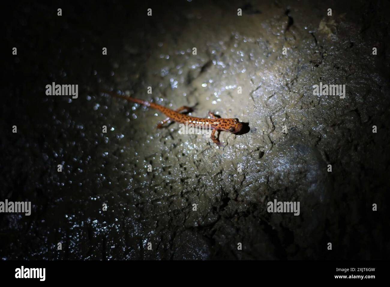 Cave Salamander (Eurycea lucifuga) Amphibia Stock Photo - Alamy