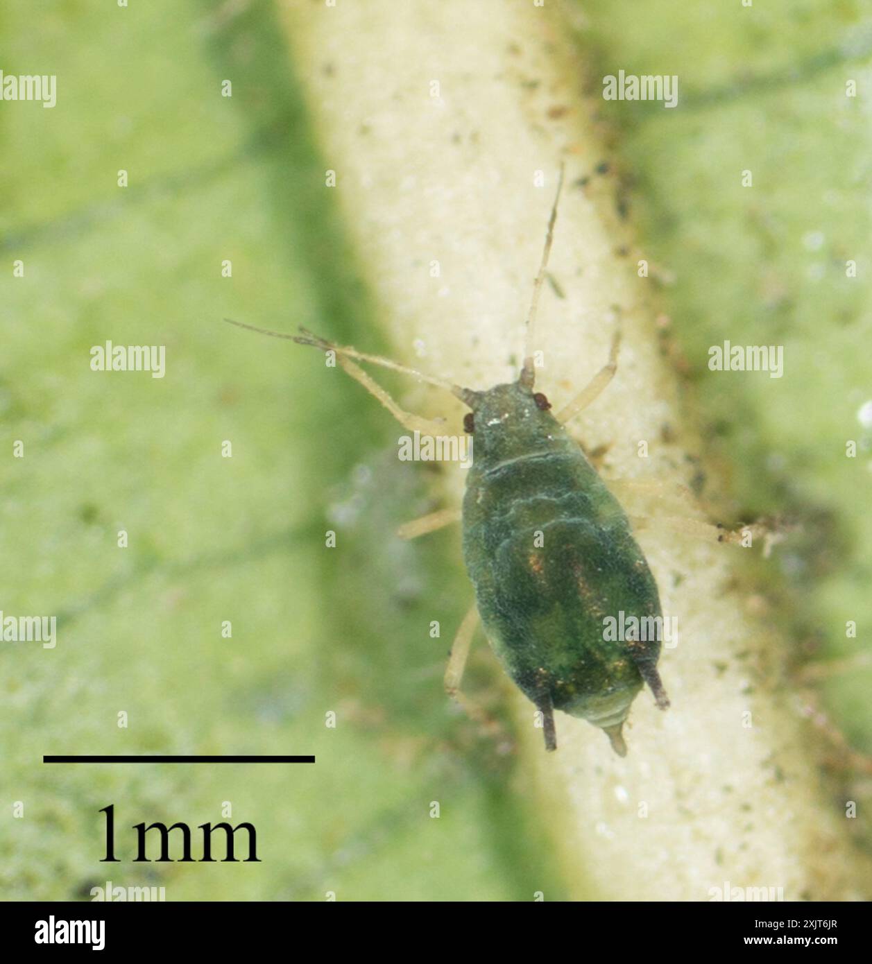 Melon aphid hi-res stock photography and images - Alamy