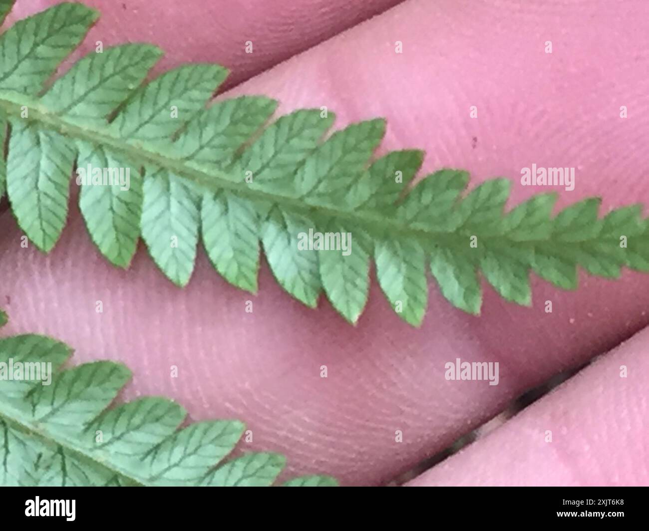 scaly tree ferns (Cyathea) Plantae Stock Photo - Alamy