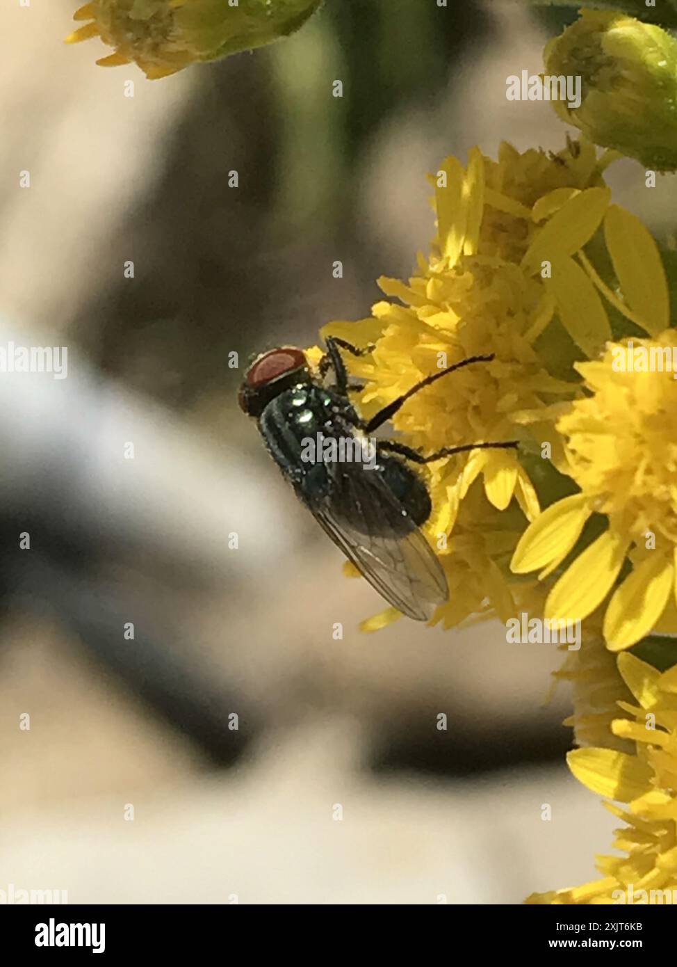 Secondary Screwworm Fly (Cochliomyia macellaria) Insecta Stock Photo ...