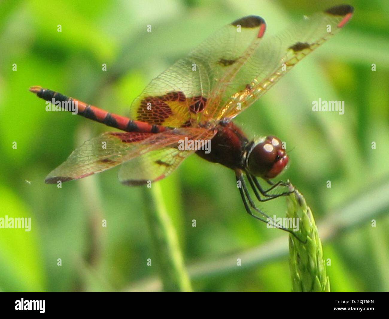 Calico Pennant (Celithemis elisa) Insecta Stock Photo - Alamy