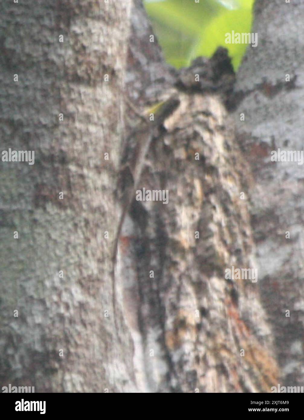 Draco sumatranus hi-res stock photography and images - Alamy