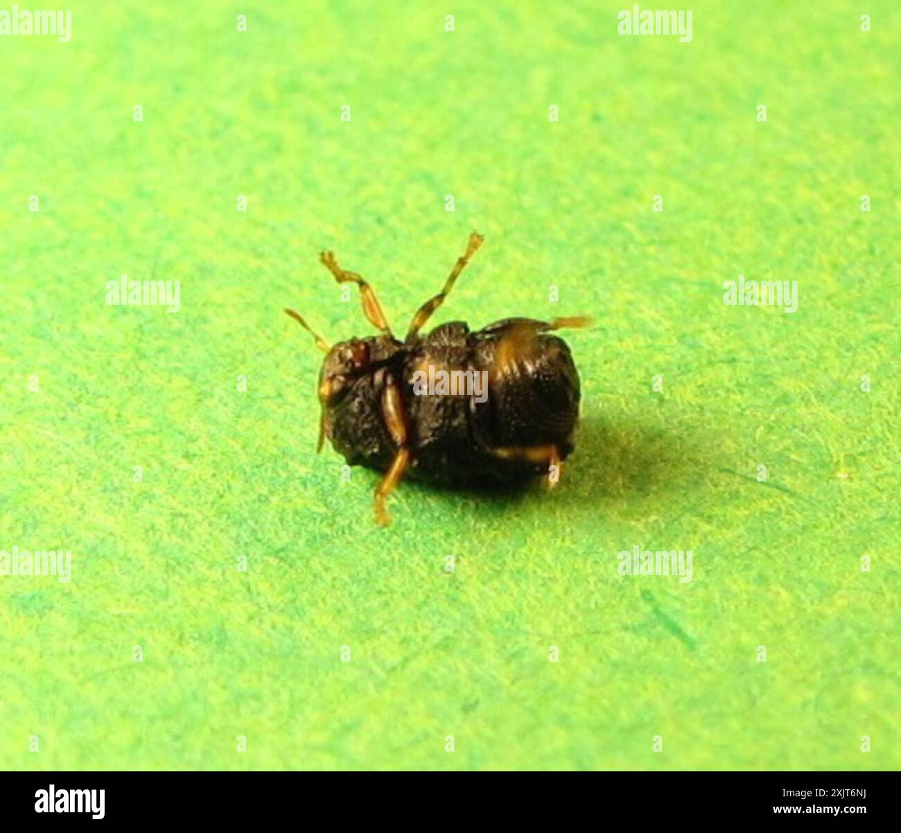 Foveolatus hi-res stock photography and images - Alamy