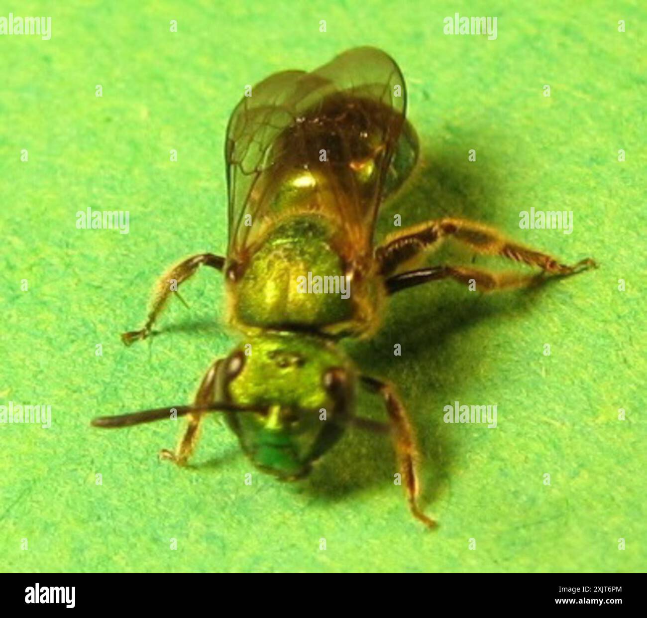 Pure Green Sweat bee (Augochlora pura) Insecta Stock Photo - Alamy