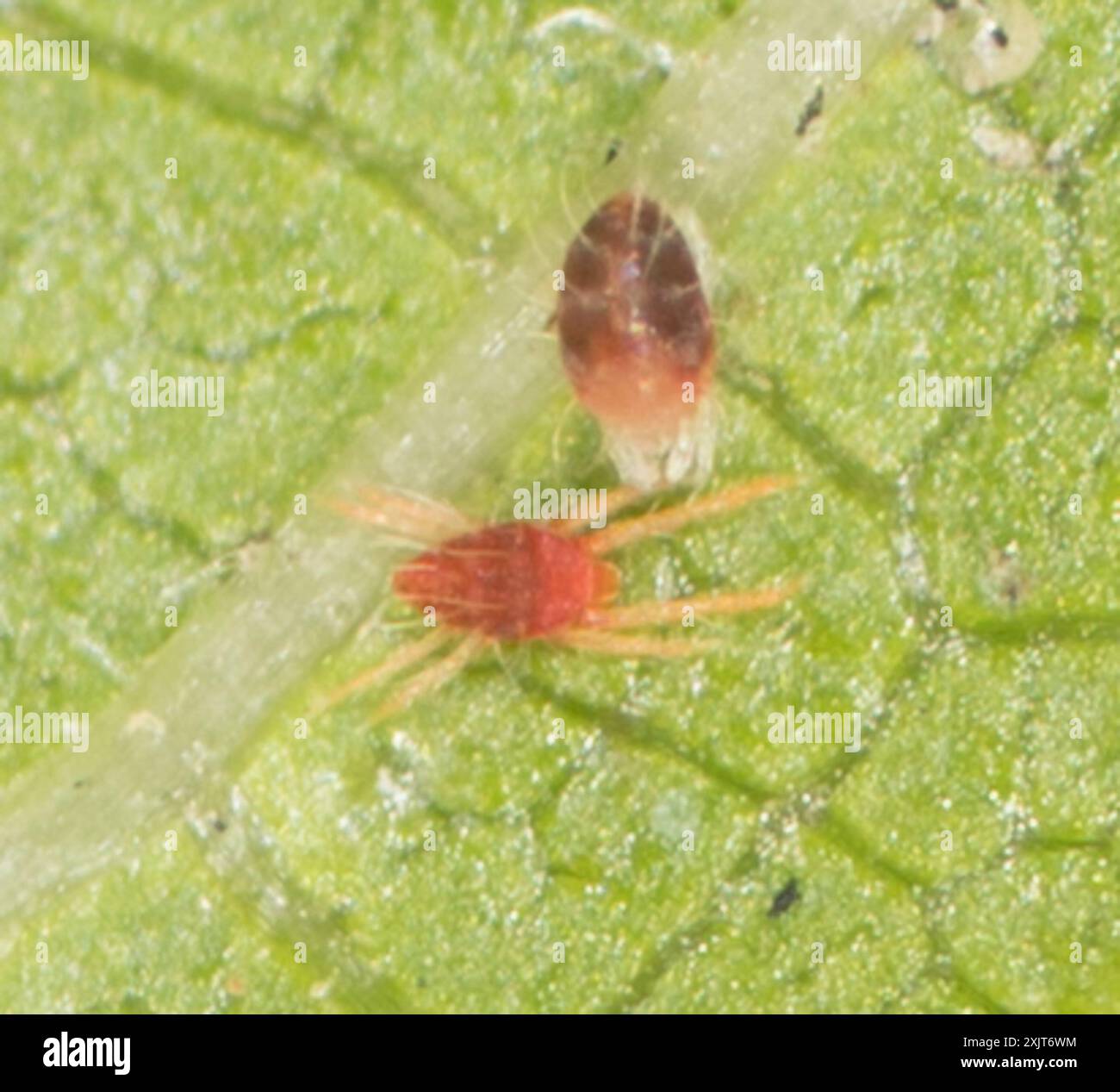 Spider Mites (Tetranychidae) Arachnida Stock Photo - Alamy
