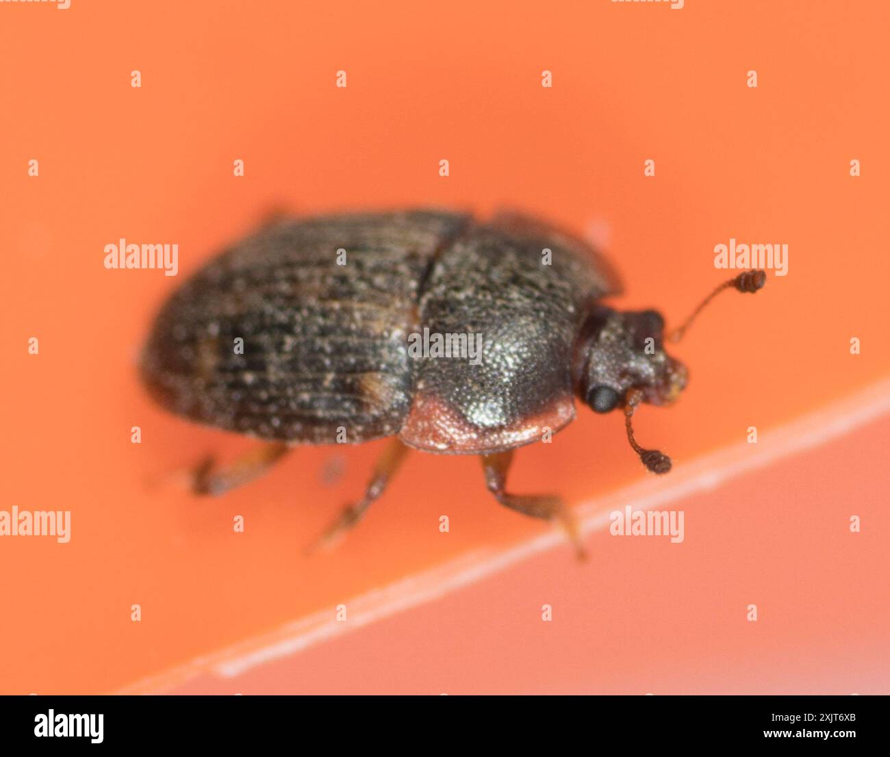 Strawberry Sap Beetle (Stelidota geminata) Insecta Stock Photo - Alamy
