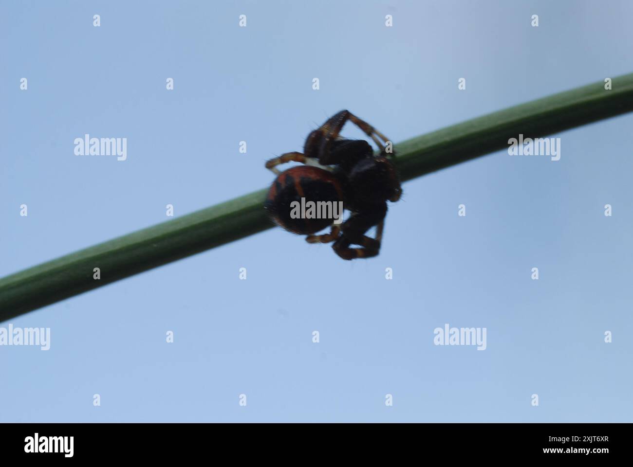 Napoleon Spider (Synema globosum) Arachnida Stock Photo - Alamy