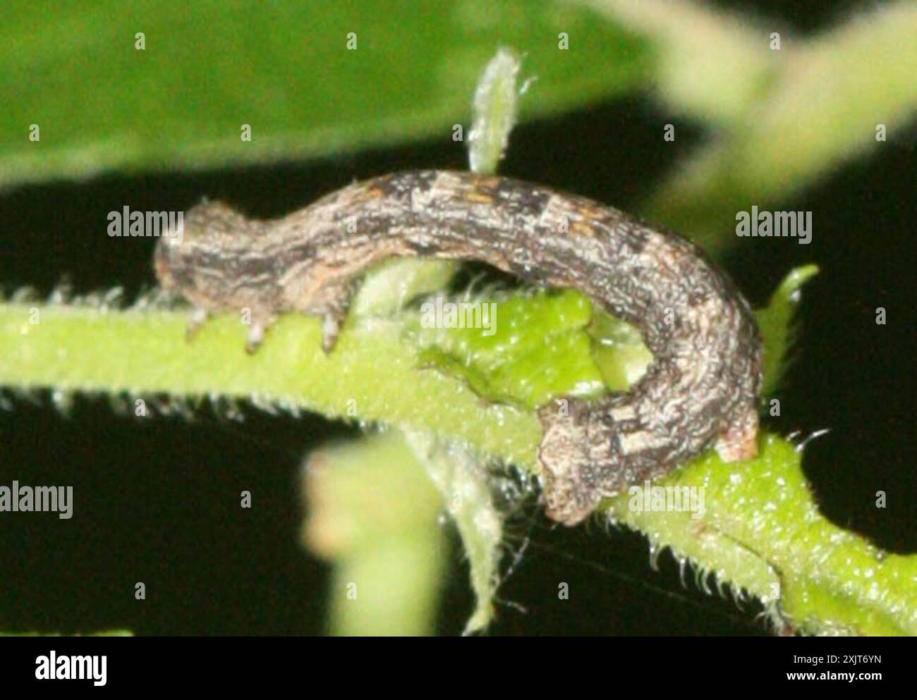 Geometer Moths (Geometridae) Insecta Stock Photo - Alamy