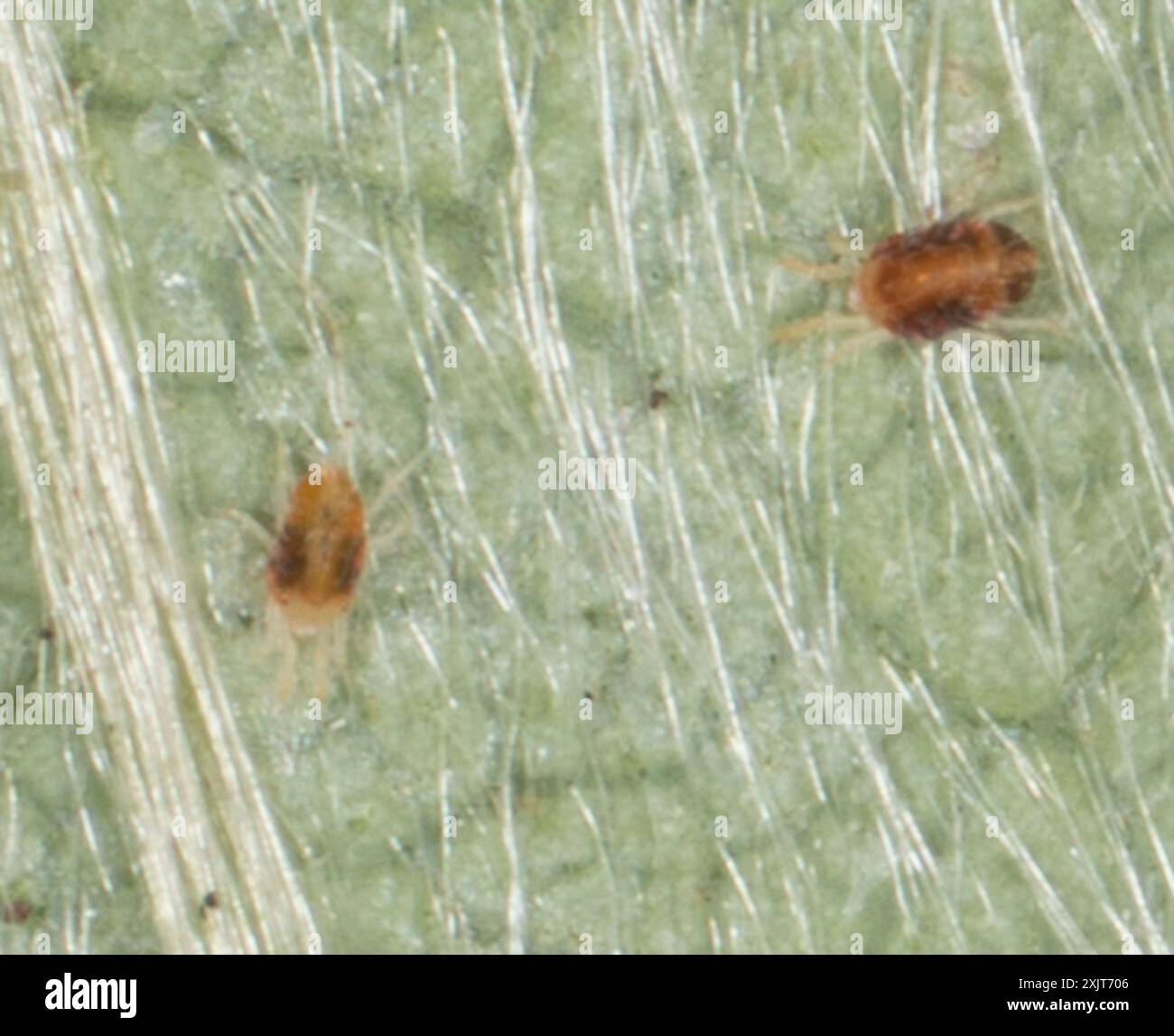 Spider Mites (Tetranychidae) Arachnida Stock Photo - Alamy