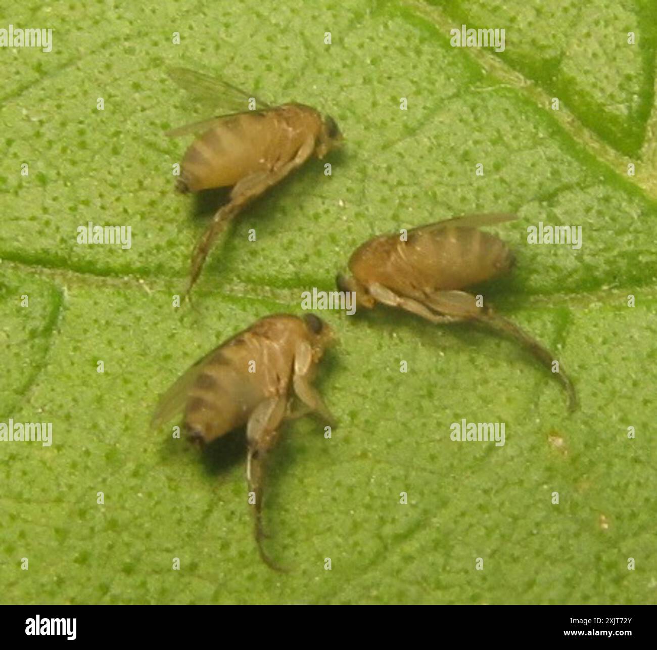 Scaled Hump-backed Fly (Megaselia scalaris) Insecta Stock Photo - Alamy