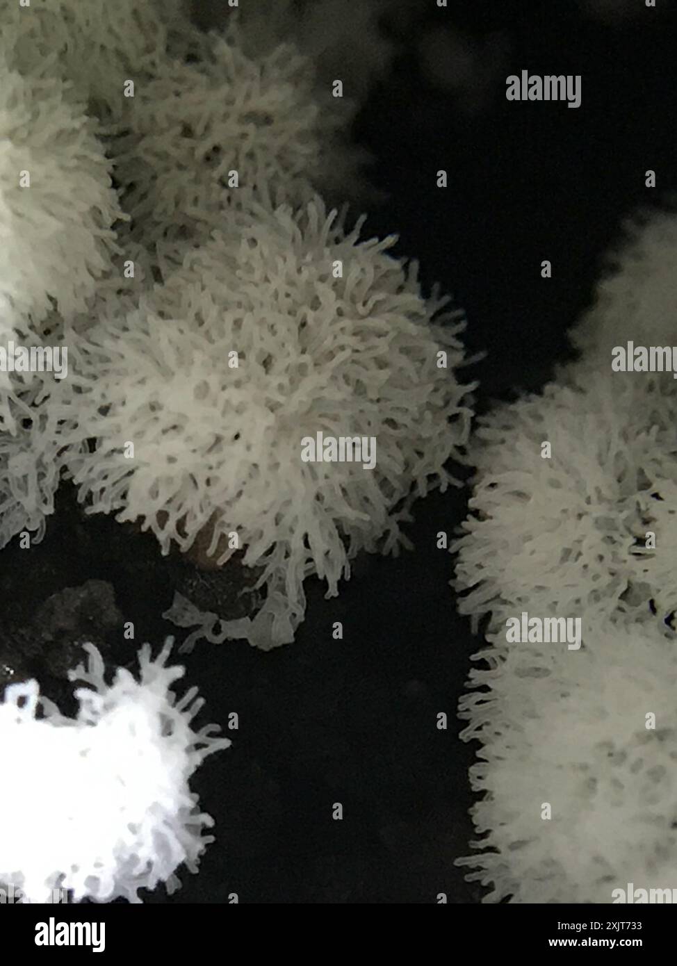 Honeycomb Coral Slime Mold (Ceratiomyxa fruticulosa) Protozoa Stock ...