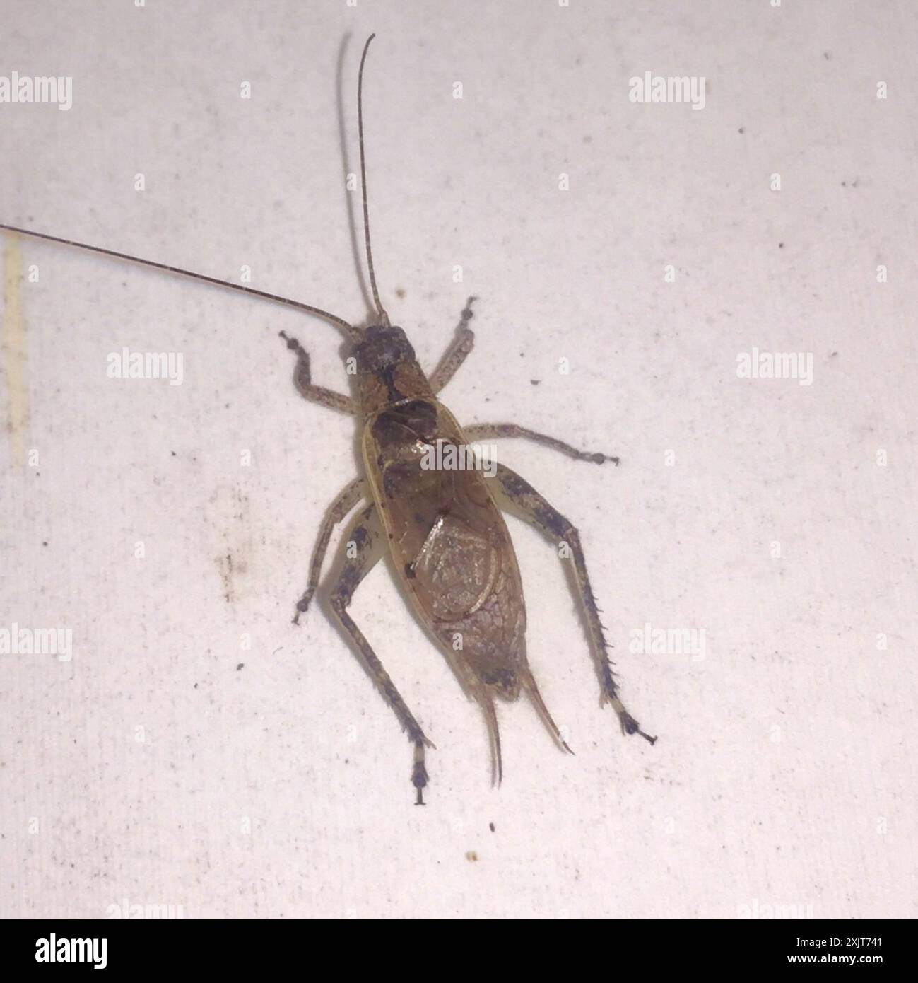 True Crickets and Allies (Grylloidea) Insecta Stock Photo - Alamy