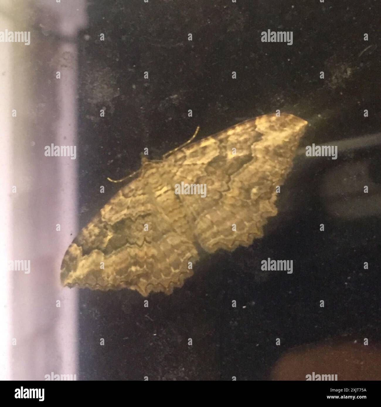 Barberry moth hi-res stock photography and images - Alamy