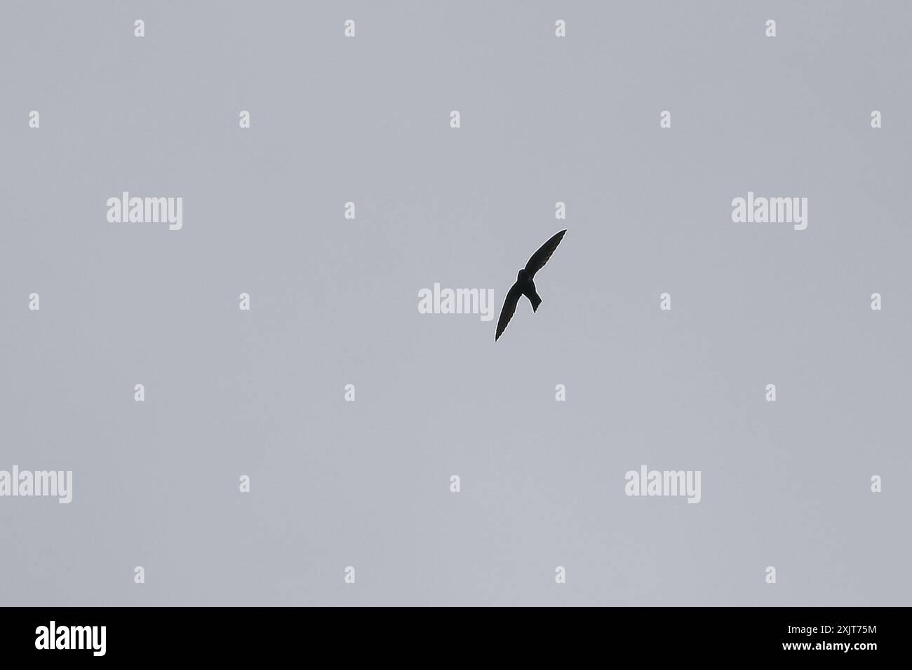 White-collared Swift (Streptoprocne zonaris) Aves Stock Photo - Alamy