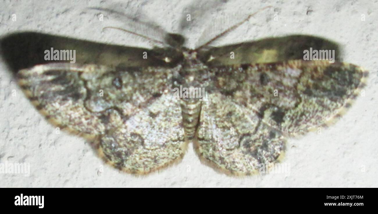 Geometer Moths (Geometridae) Insecta Stock Photo - Alamy