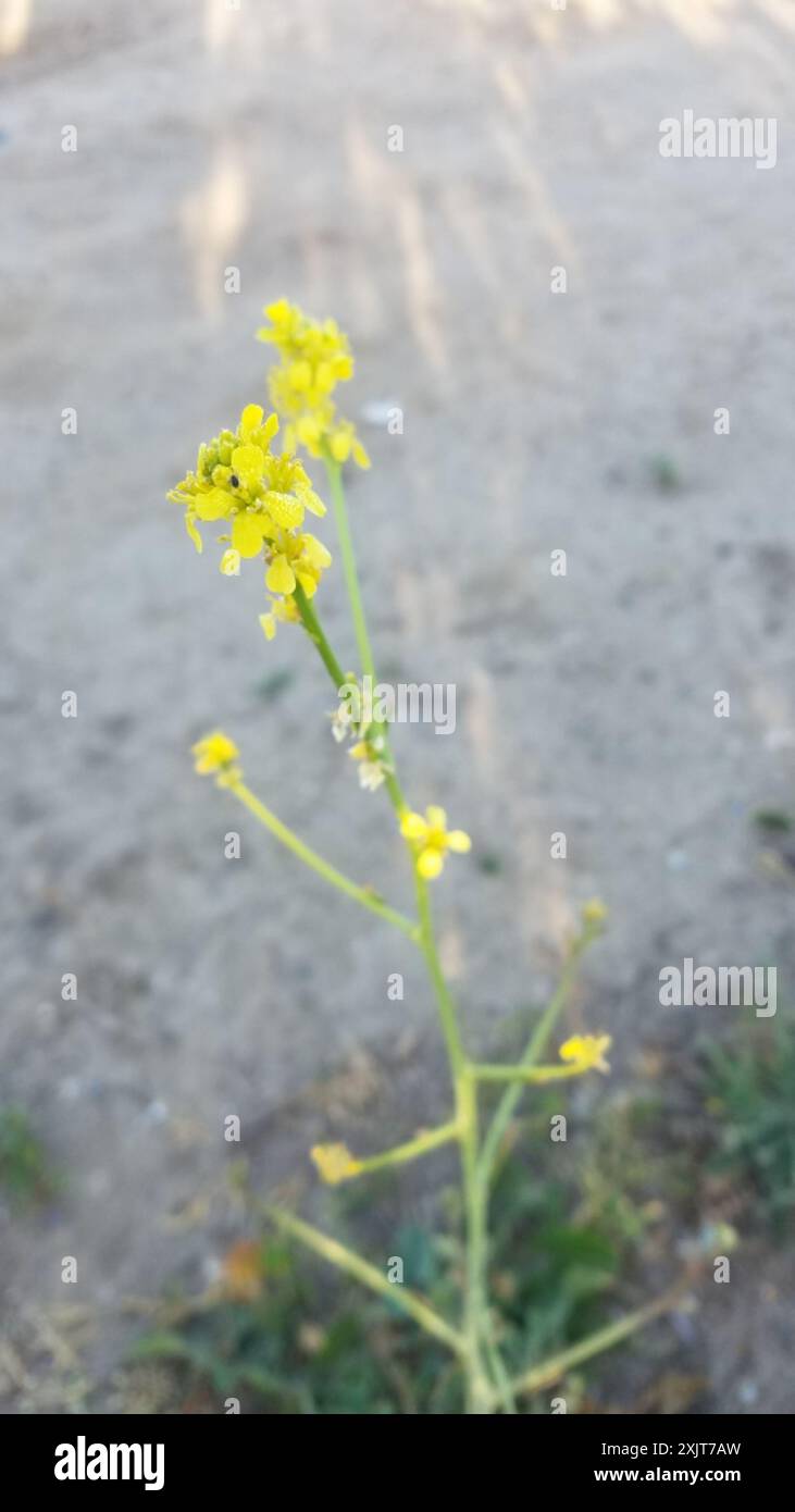 Shortpod Mustard (Hirschfeldia incana) Plantae Stock Photo - Alamy