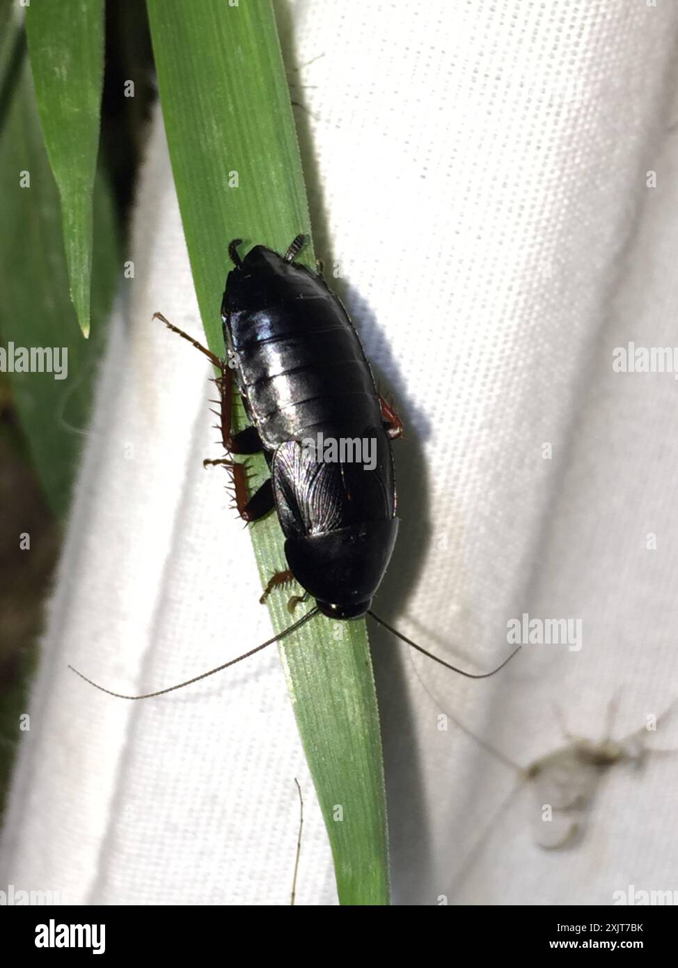 Dark Wood Cockroach (Ischnoptera deropeltiformis) Insecta Stock Photo ...