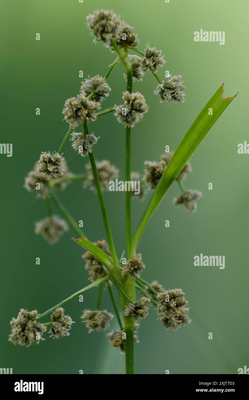 dark green bulrush (Scirpus atrovirens) Plantae Stock Photo - Alamy