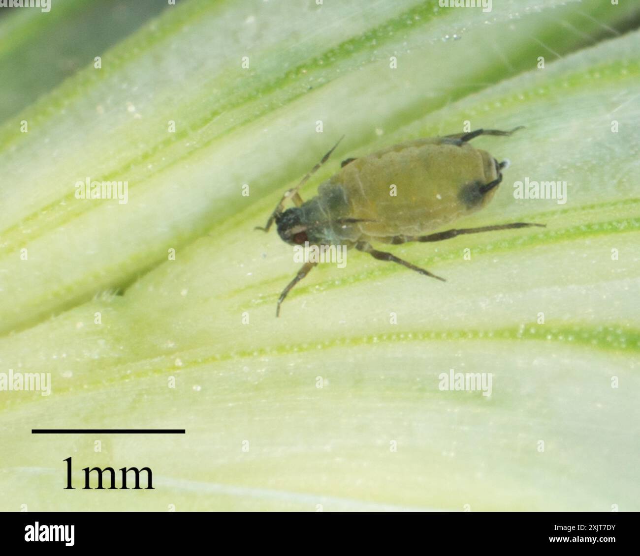Corn Leaf Aphid (Rhopalosiphum maidis) Insecta Stock Photo - Alamy