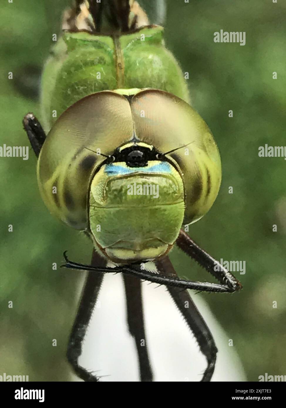 Common Green Darner (Anax junius) Insecta Stock Photo - Alamy
