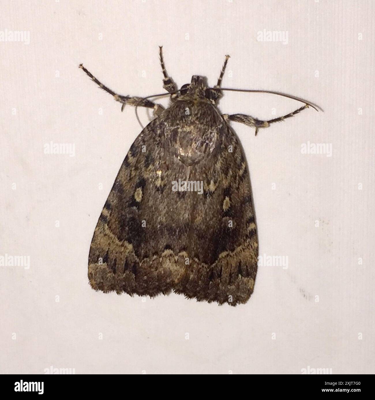 Amphipyra pyramidoides hi-res stock photography and images - Alamy