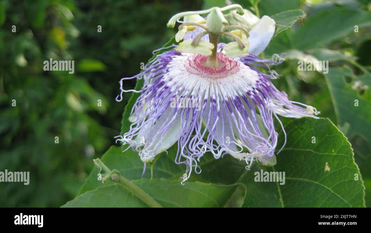 purple passionflower (Passiflora incarnata) Plantae Stock Photo - Alamy