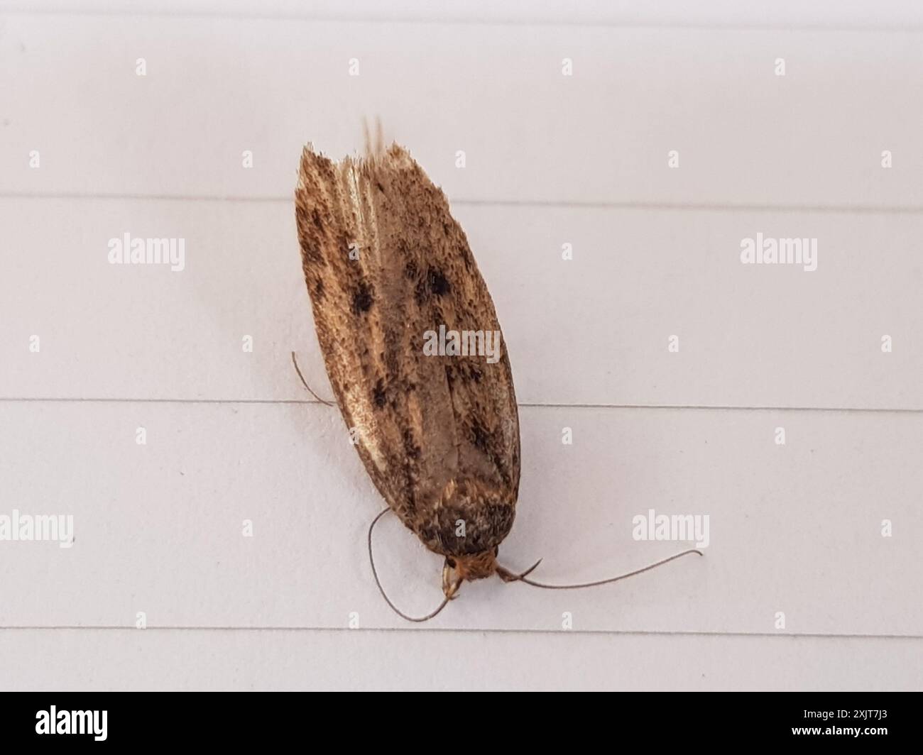 Brown House Moth (Hofmannophila pseudospretella) Insecta Stock Photo ...