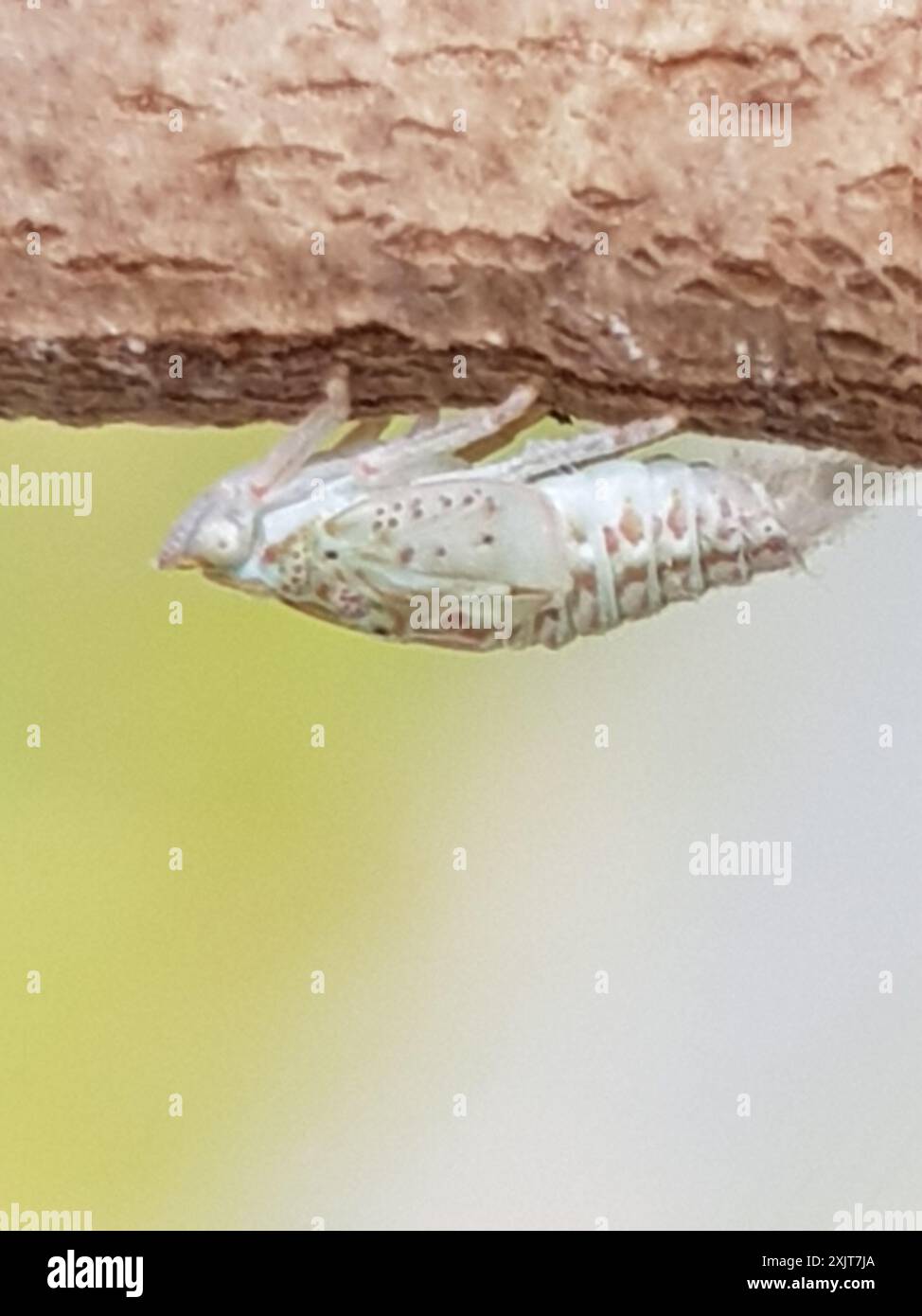 Torpedo bug hi-res stock photography and images - Alamy