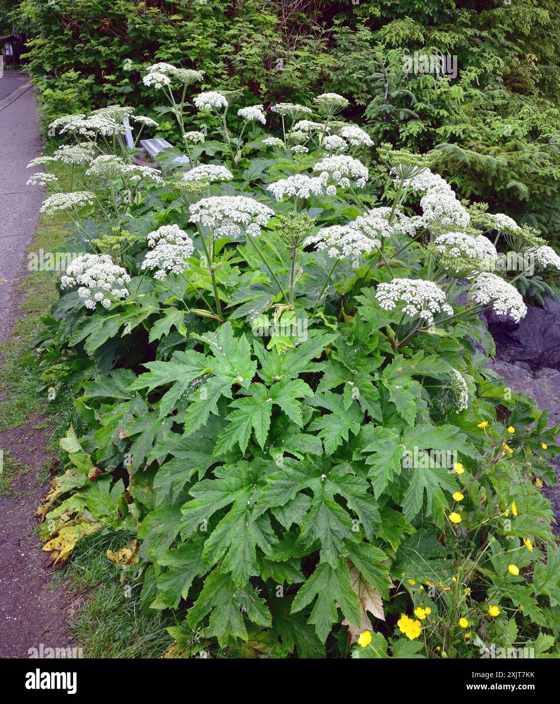 North American Hogweed which can cause burns and rashes to the skin ...