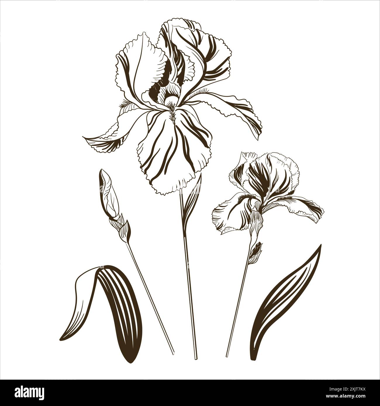 White iris vintage botanical drawing Stock Vector Images - Alamy