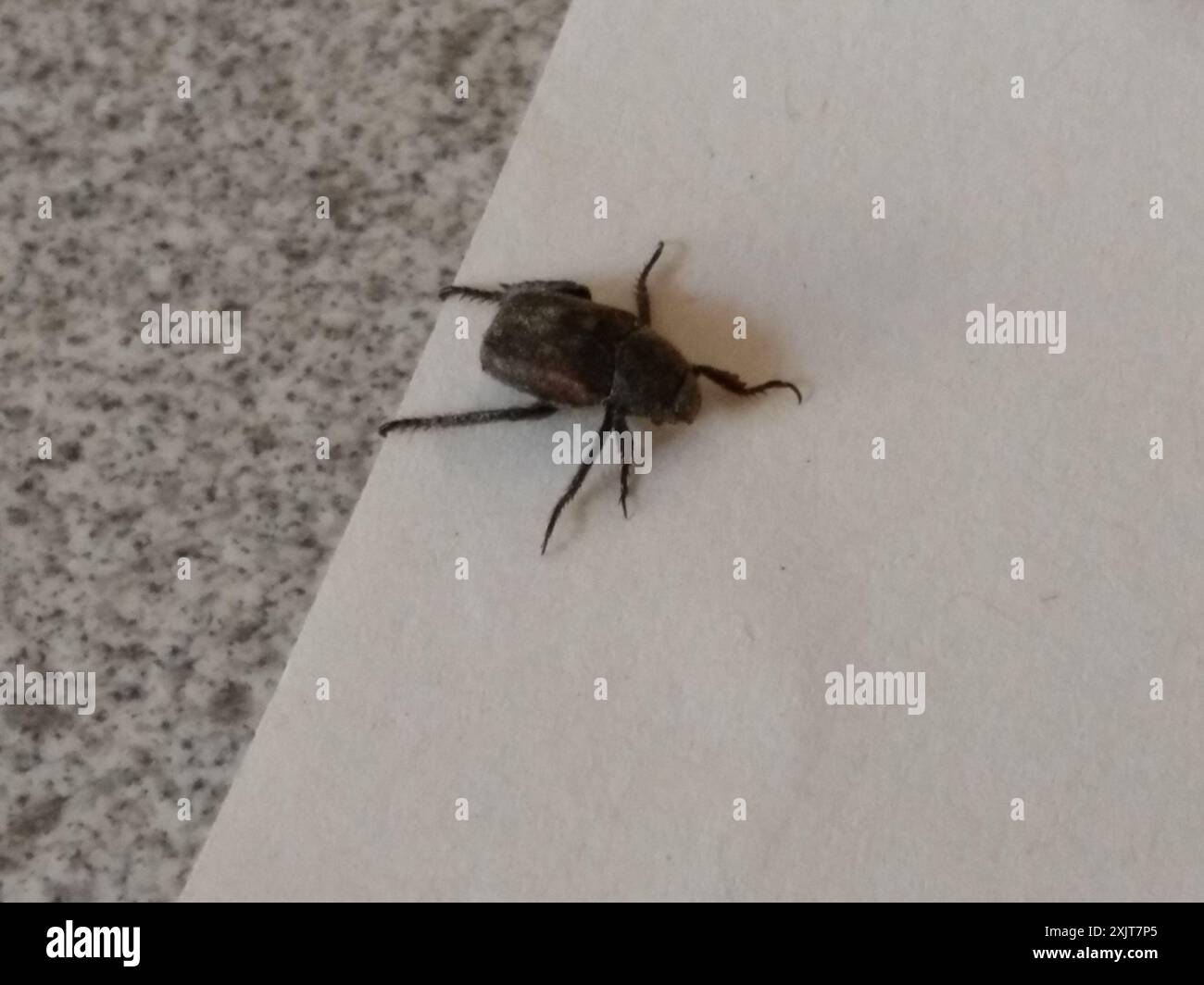 Welsh chafer hi-res stock photography and images - Alamy