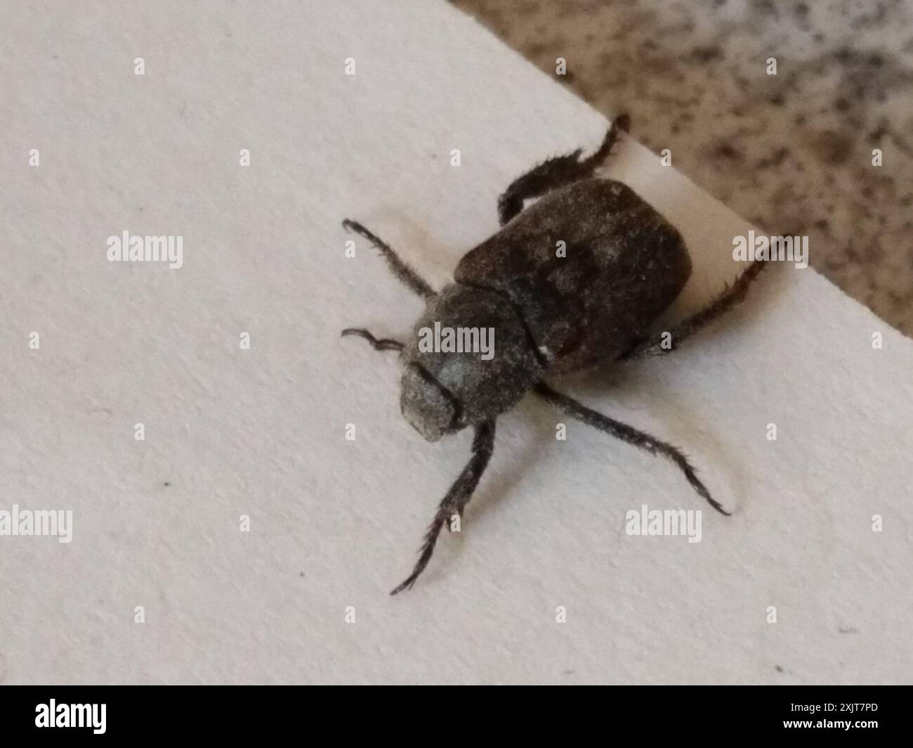 Welsh chafer hi-res stock photography and images - Alamy