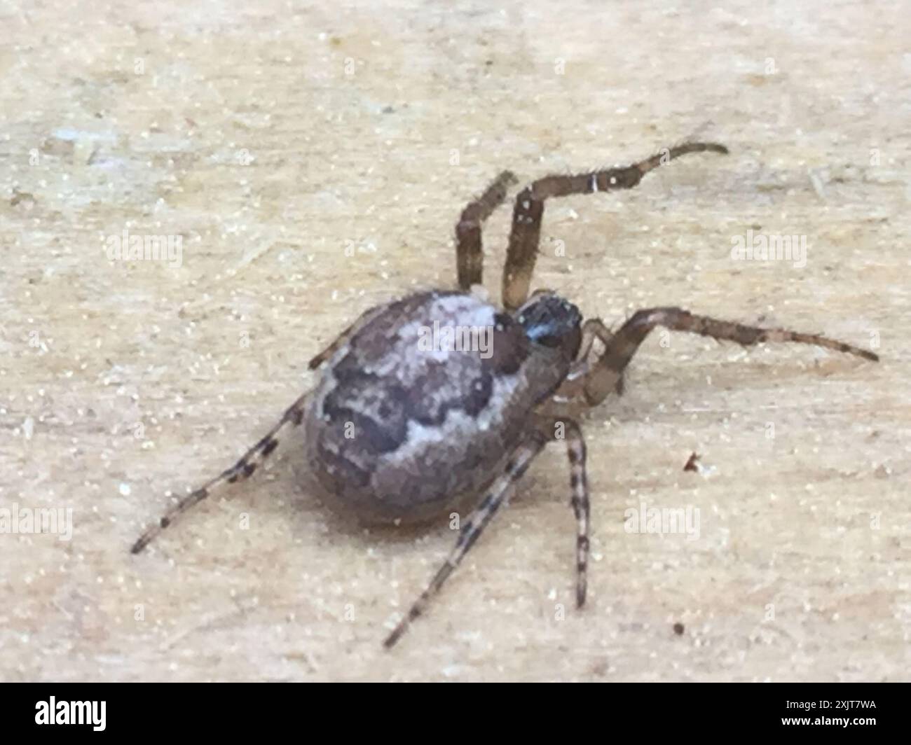 Silver-sided Sector Spider (Zygiella x-notata) Arachnida Stock Photo ...