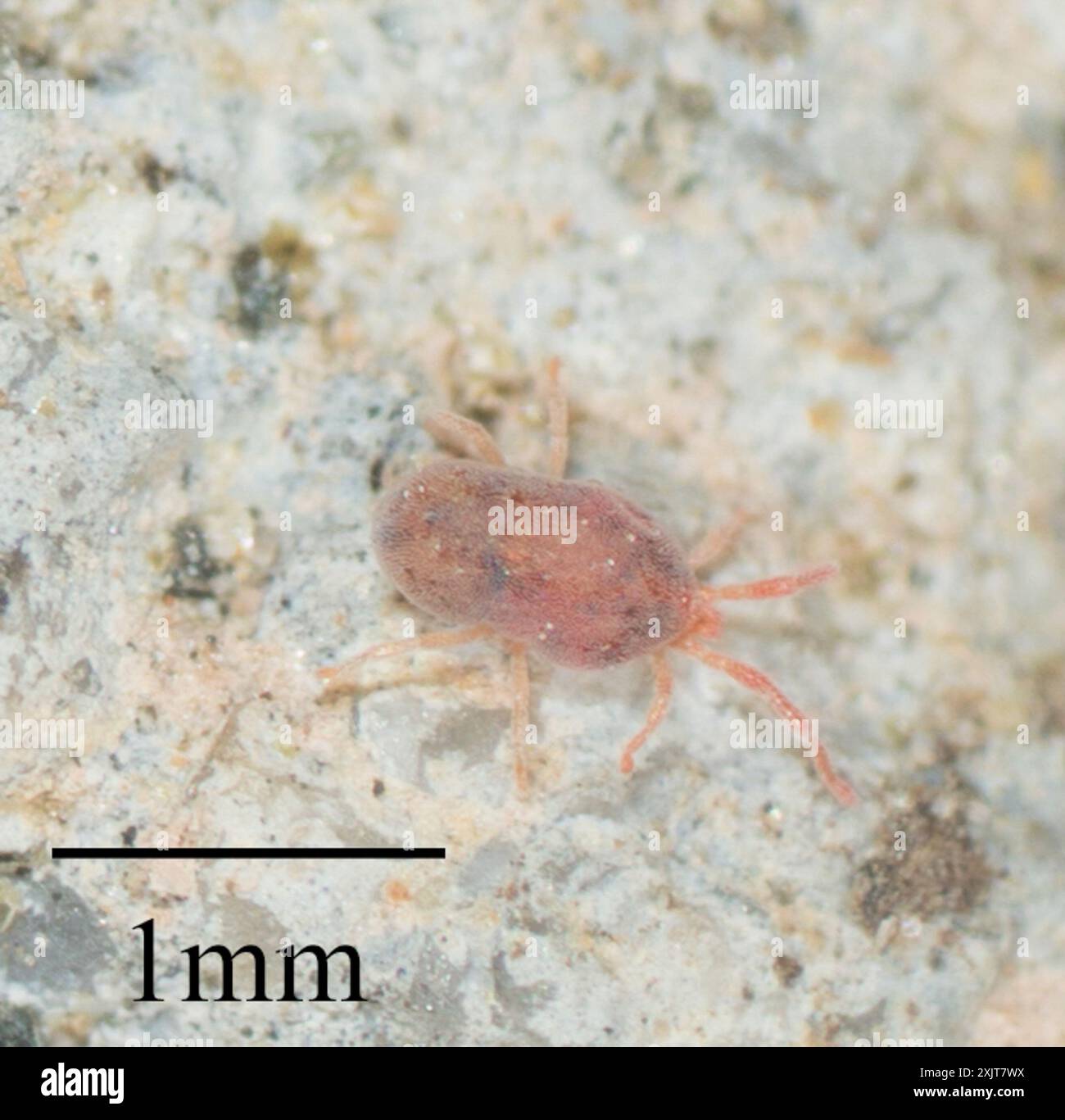 Mites and Ticks (Acari) Arachnida Stock Photo - Alamy