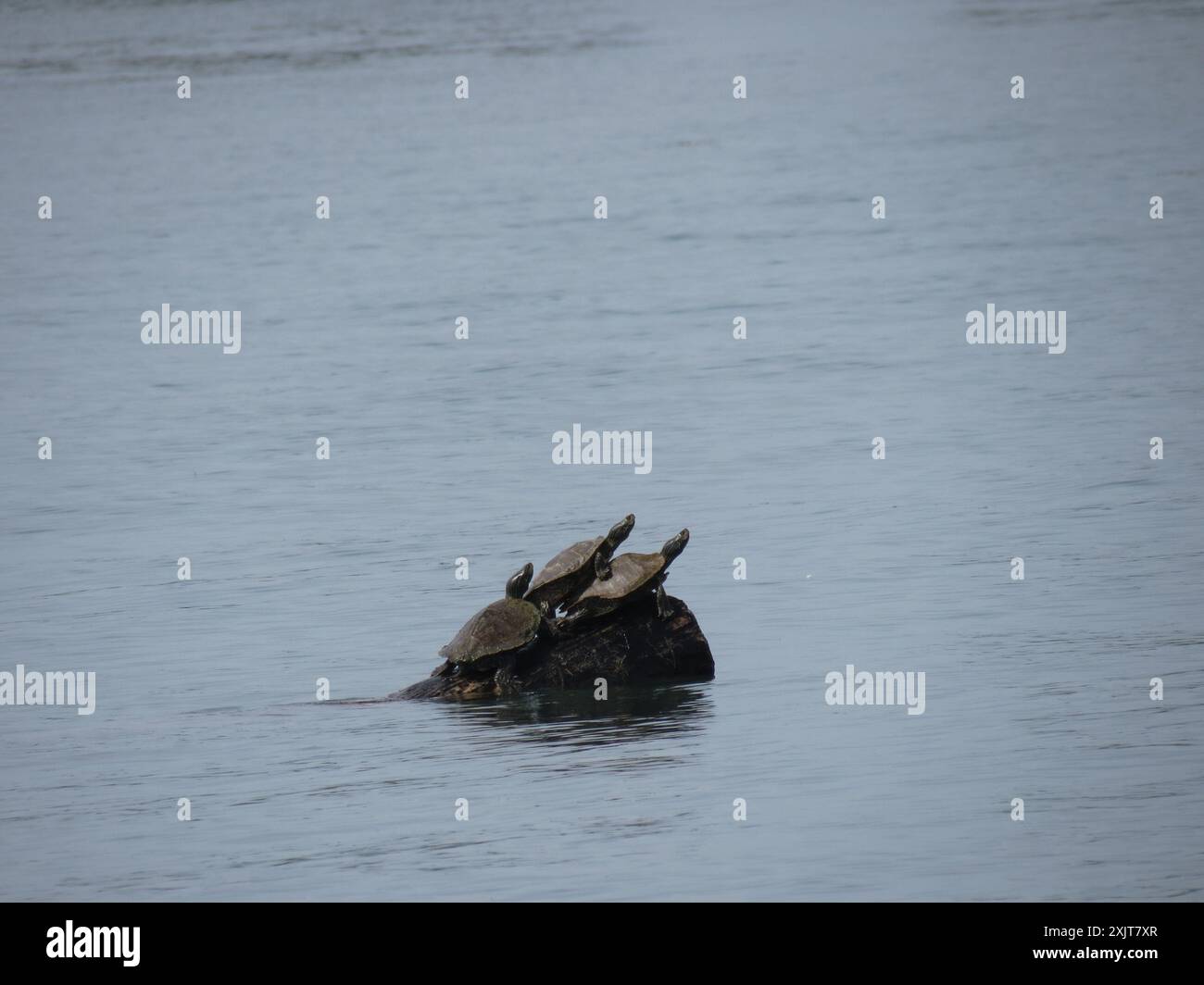 Northern map turtle hi-res stock photography and images - Alamy