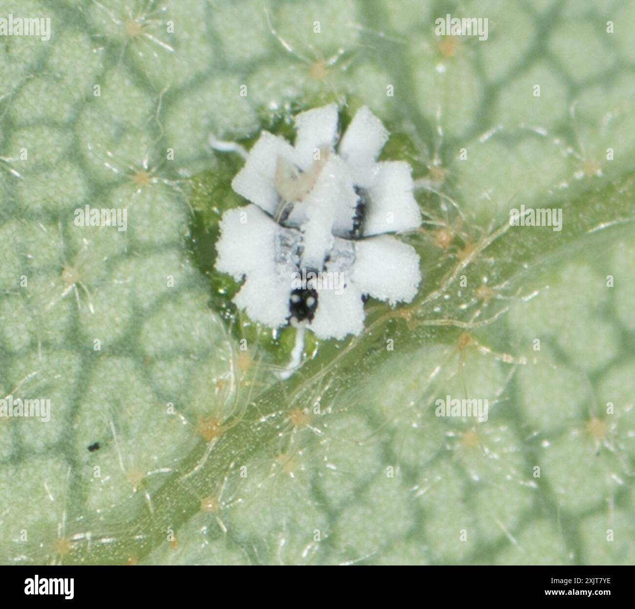 Crown Whitefly (Aleuroplatus coronata) Insecta Stock Photo - Alamy
