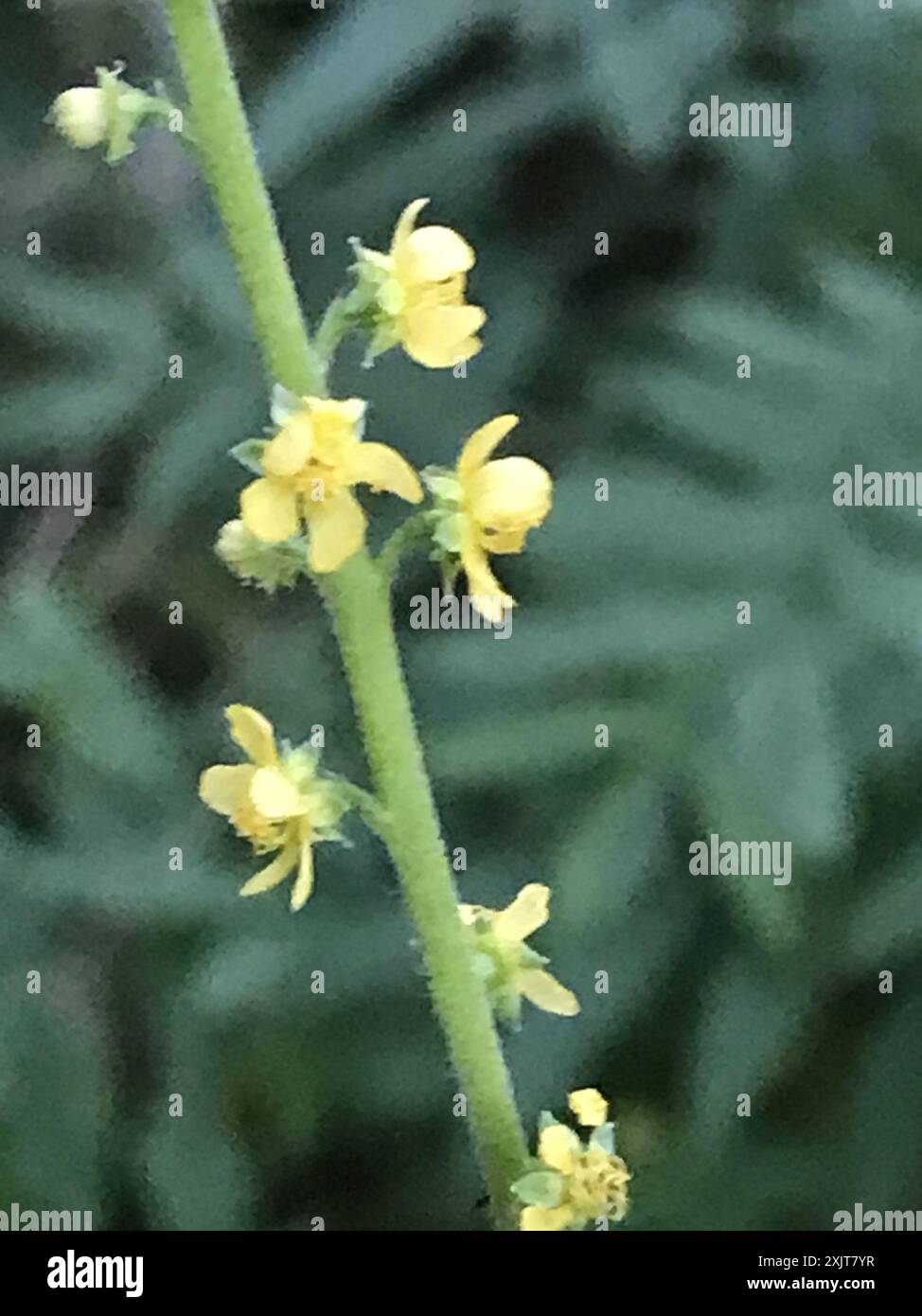 Agrimonia parviflora hi-res stock photography and images - Alamy